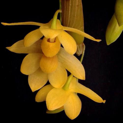 Dendrobium Chrysocrepis Care Key | Guna Orchids